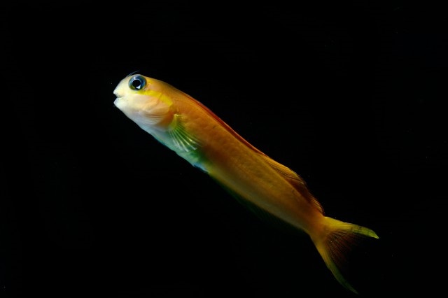 Ecsenius midas (Persian blenny)