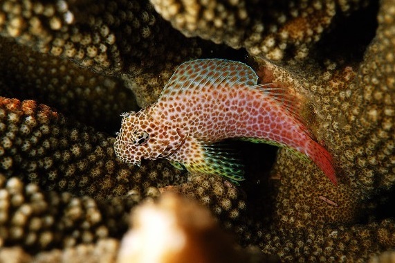 Exallias brevis (Leopard blenny)