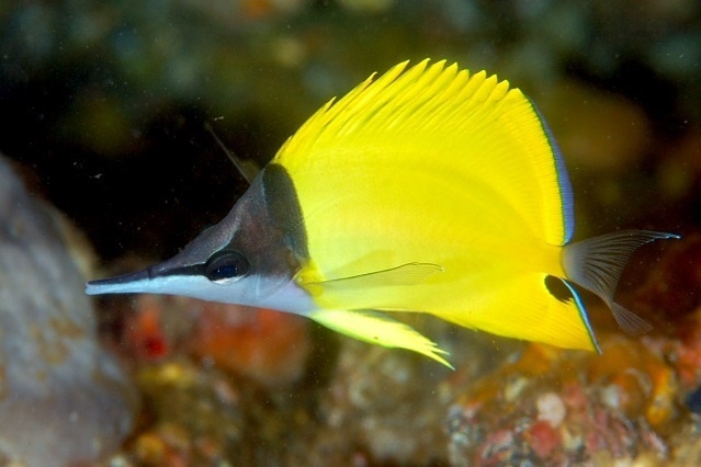 Forcipiger flavissimus (Longnose butterfly fish)
