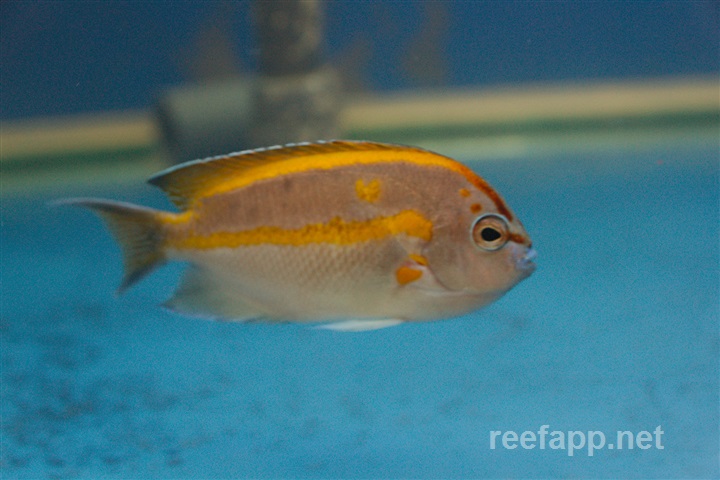 Genicanthus bellus (Bellus Angelfish)