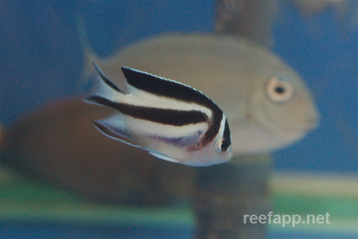 Genicanthus bellus (Bellus Angelfish)