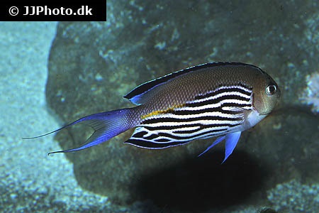 Genicanthus watanabei (Blackedged angelfish)