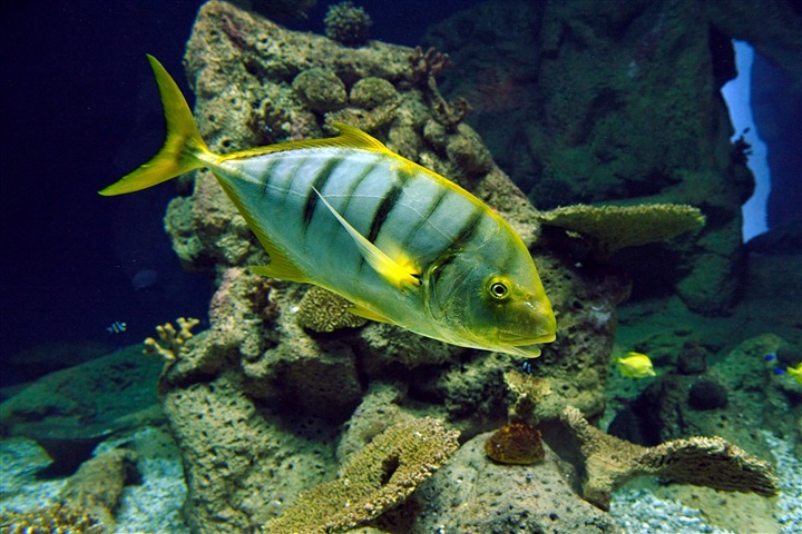 Gnathanodon speciosus (Golden trevally)