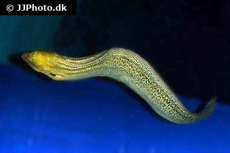 Gymnothorax javanicus (Giant moray)