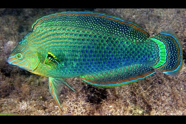 Halichoeres marginatus (Dusky wrasse)