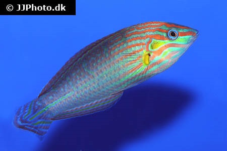 Halichoeres melanurus (Tail-spot wrasse)