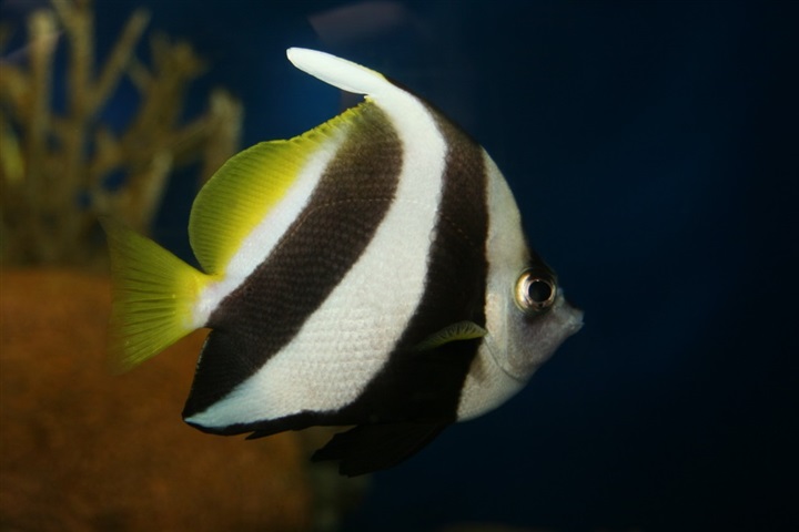 Heniochus diphreutes (Stime vimpelfisk)