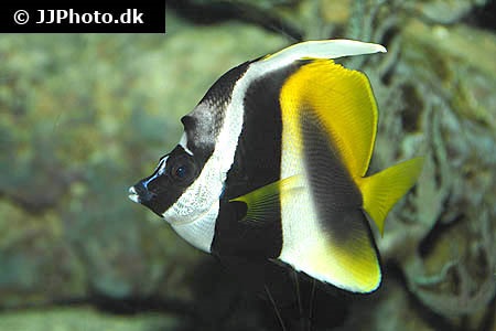 Heniochus monoceros (Masked bannerfish)