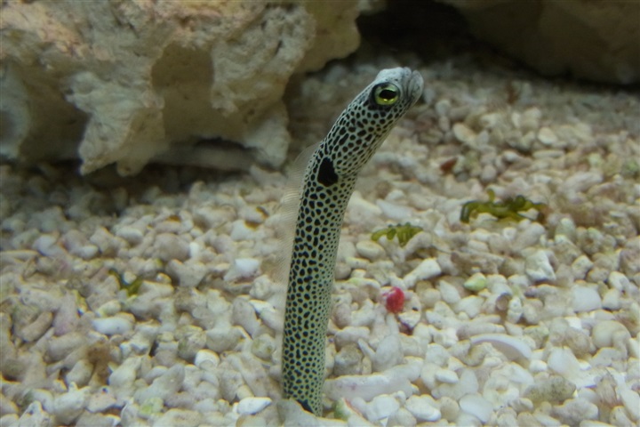 Heteroconger hassi (Spotted garden-eel)