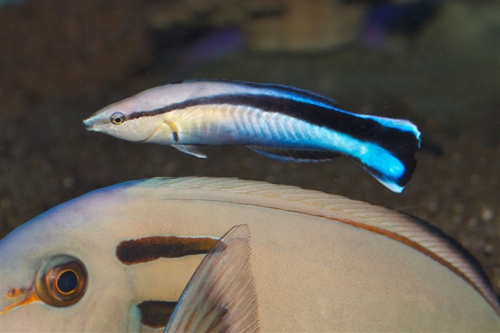 Labroides dimidiatus (Cleaner Common Wrasse)