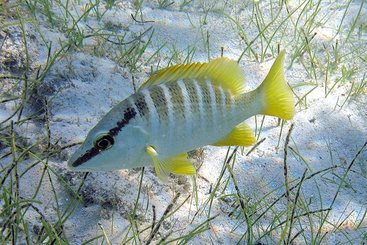 Lutjanus apodus (Schoolmaster snapper)