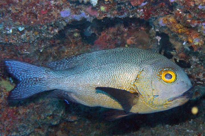 Macolor macularis (Midnight snapper)