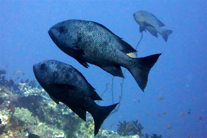 Macolor niger (Black and white snapper)
