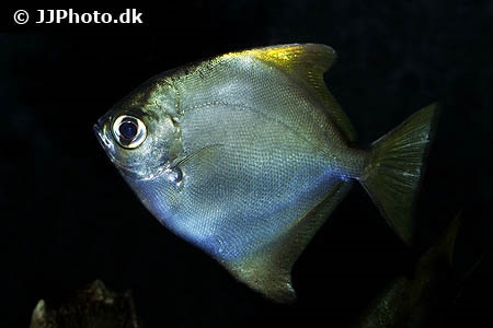 Monodactylus argenteus (Almindelig månefisk)