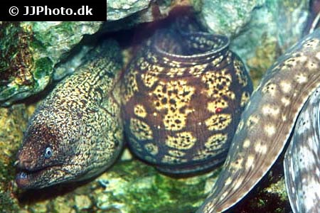 Muraena helena (Europæisk muræne)