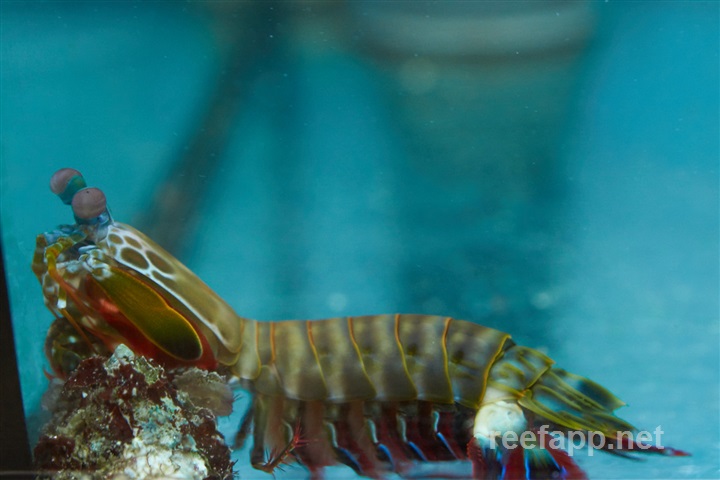 Odontodactylus scyllarus (Peacock mantis shrimp)