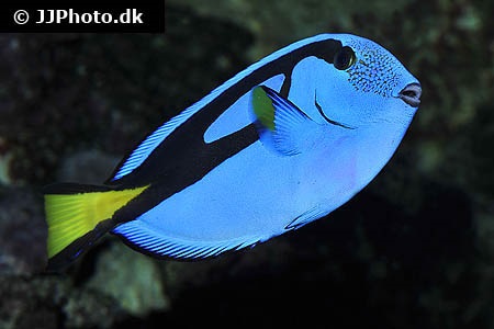 Paracanthurus hepatus (Paletkirurgfisk)