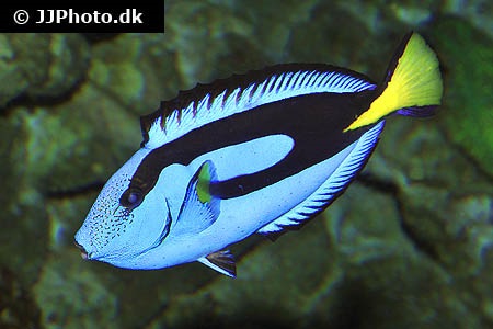 Paracanthurus hepatus (Blue Tang)
