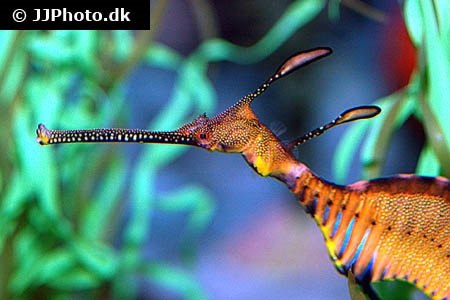 Phyllopteryx taeniolatus (Common seadragon)