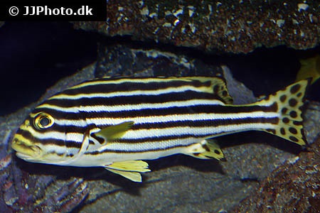 Plectorhinchus vittatus (Indian Ocean oriental sweetlips)