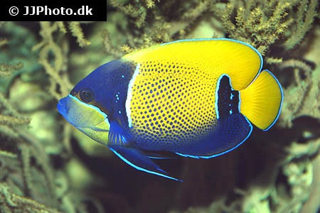 Pomacanthus navarchus (Blue Girdled Angelfish)
