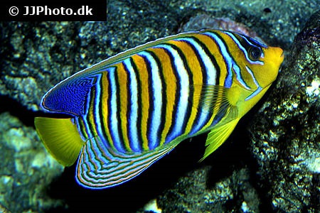 Pygoplites diacanthus (Regal angelfish)