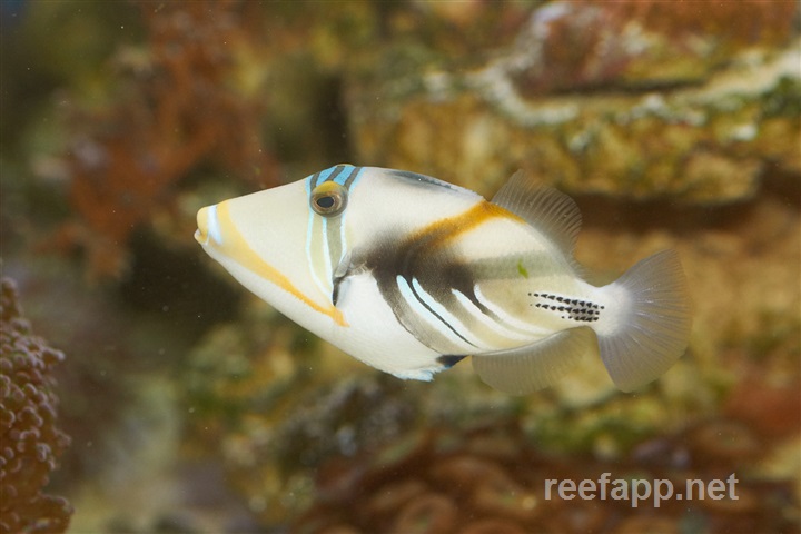 Rhinecanthus aculeatus (Humu Picasso Triggerfish)