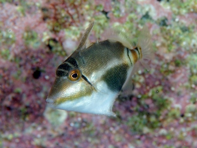 Rhinecanthus verrucosus (Blackbelly triggerfish)
