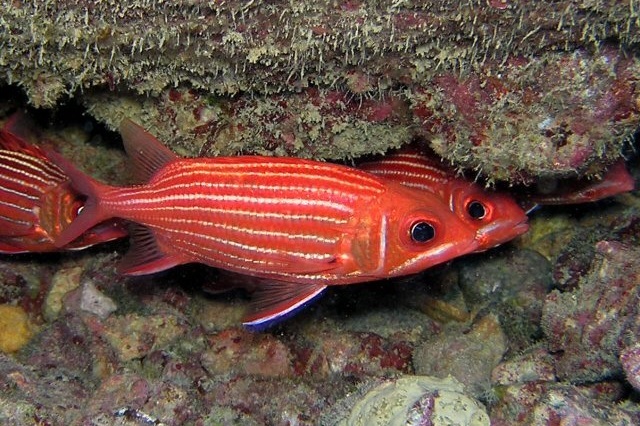 Sargocentron xantherythrum (Hawaiian squirrelfish )