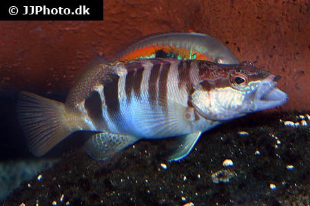 Serranus scriba (Painted comber)