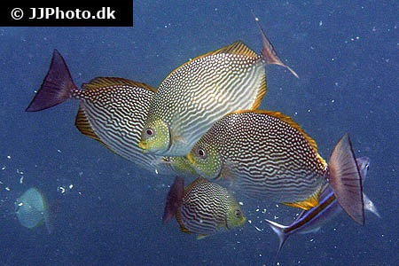 Siganus javus (Streaked spinefoot)