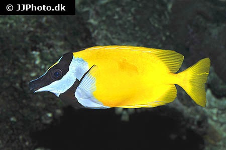 Siganus vulpinus (Foxface)