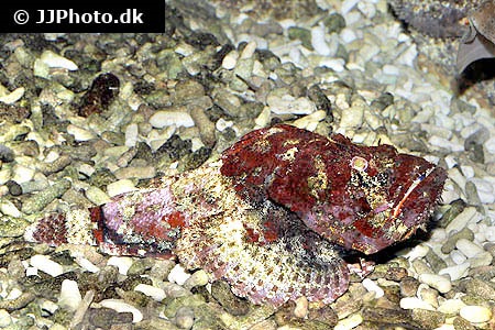 Synanceia horrida (Estuarine stonefish)