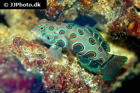 Synchiropus picturatus (Picturesque dragonet)