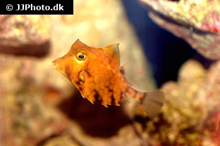 Tetrosomus gibbosus (Humpback turretfish)