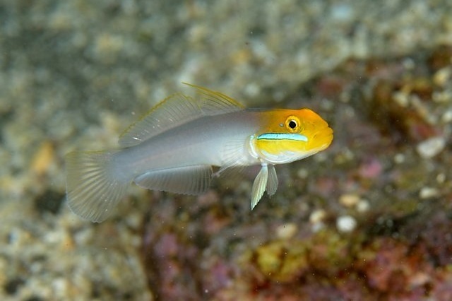 Valenciennea strigata (Blueband goby)