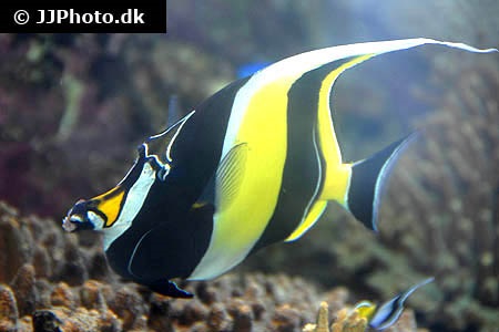 Zanclus cornutus (Moorish Idol)