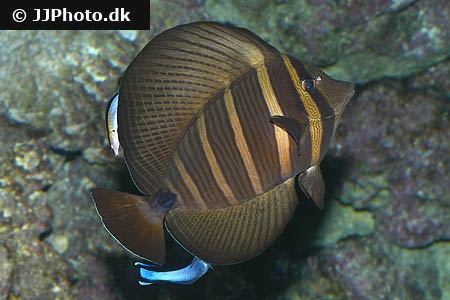 Zebrasoma velifer (Sailfin tang)