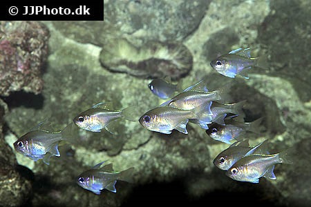 Zoramia leptacantha (Threadfin cardinalfish)