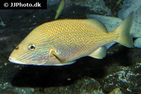 Haemulidae (Grunts/Sweetlips)