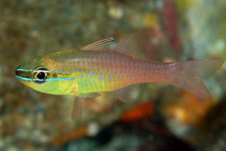 Apogonidae (Cardinalfishes)