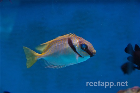 Siganidae (Rabbitfishes)