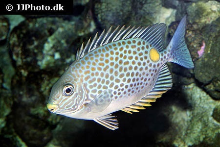 Siganidae (Rabbitfishes)