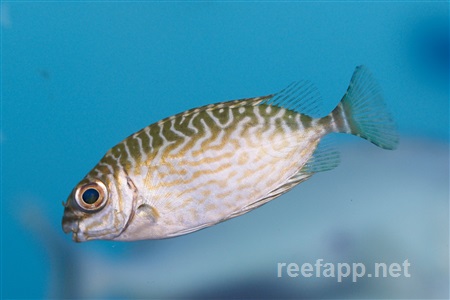 Siganidae (Rabbitfishes)